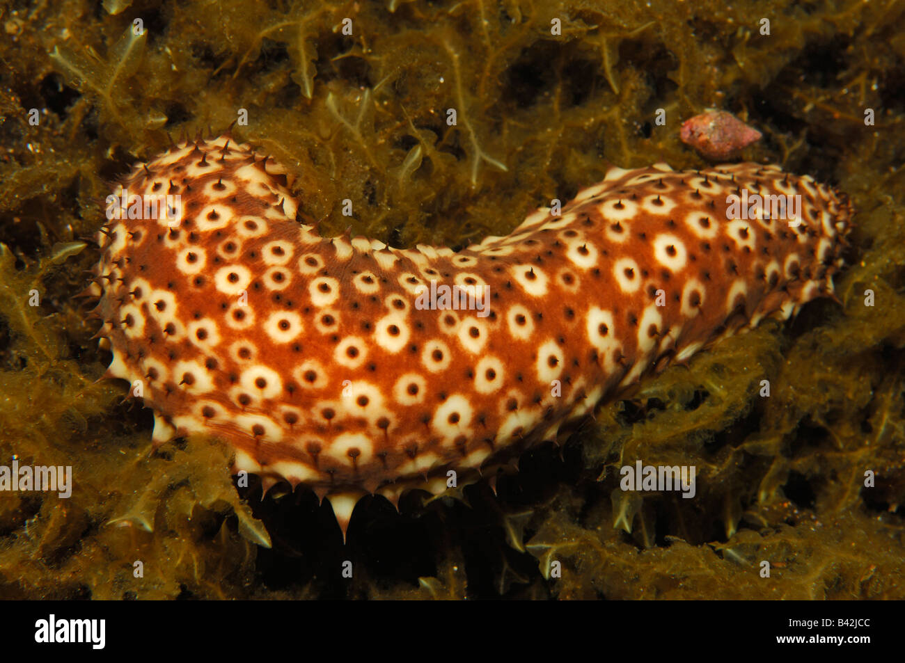 Holothuria forskali Banque de photographies et d’images à haute ...