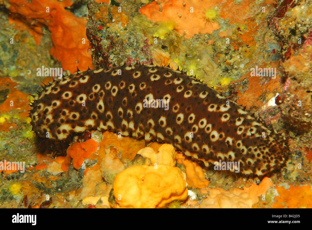 Holothuria forskali Banque de photographies et d’images à haute ...