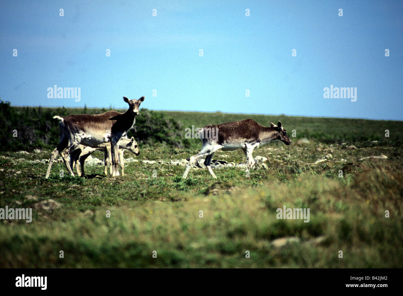 Zoologie / animaux, Mammifères Mammifères /, Caribou, caribou (Rangifer ...