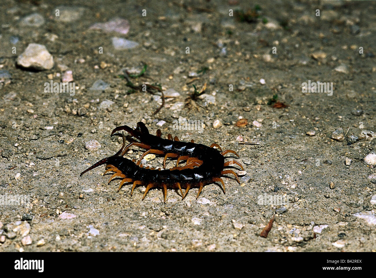 Amazonian giant centipede Banque de photographies et d’images à haute résolution - Alamy