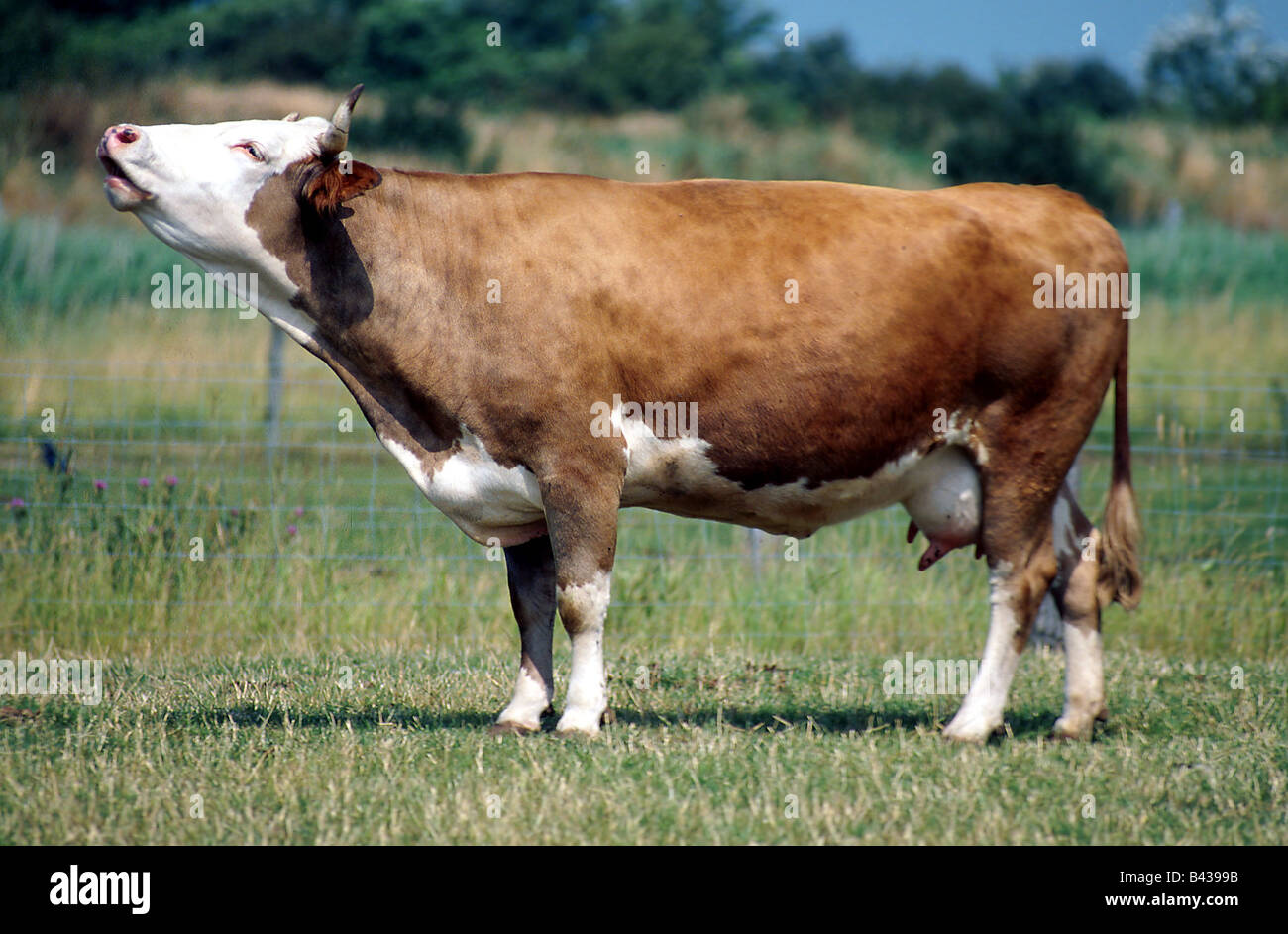 Hinterwald cattle Banque de photographies et d’images à haute ...