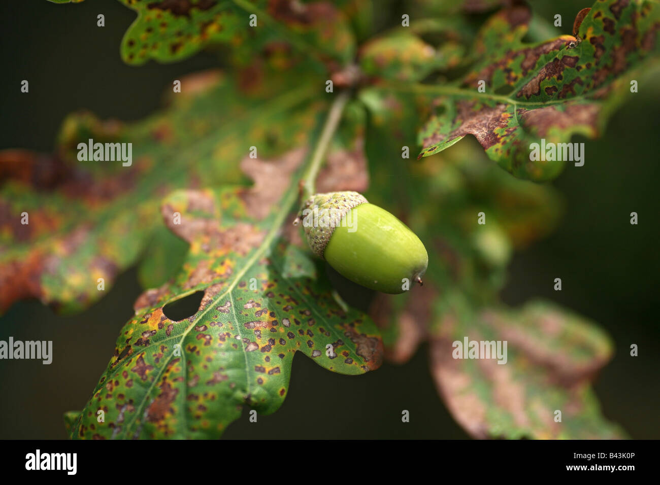 Les glands et les feuilles d'un arbre de chêne commun Photo Stock - Alamy