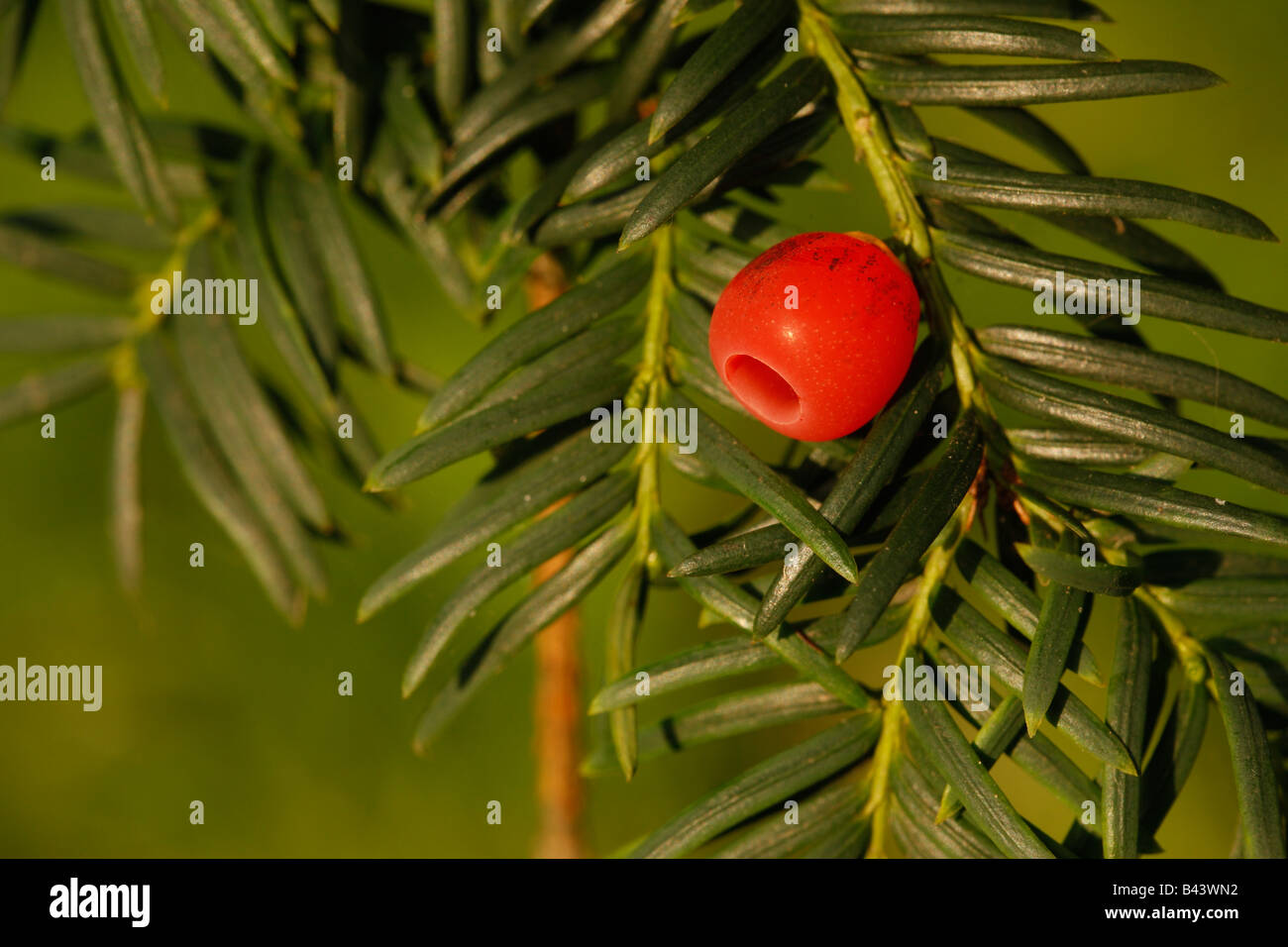 Tree taxus baccata Banque de photographies et d’images à haute ...