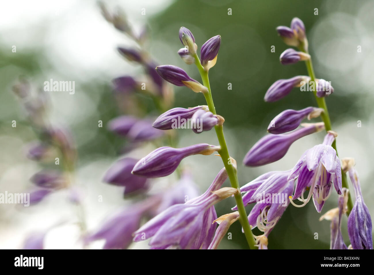 Purple hosta Banque de photographies et d’images à haute résolution - Alamy