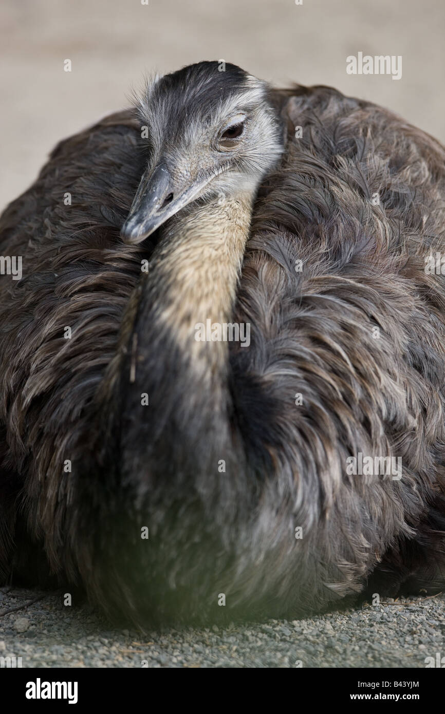 Rhea américain commun ou le nandou - Rhea americana Photo Stock - Alamy