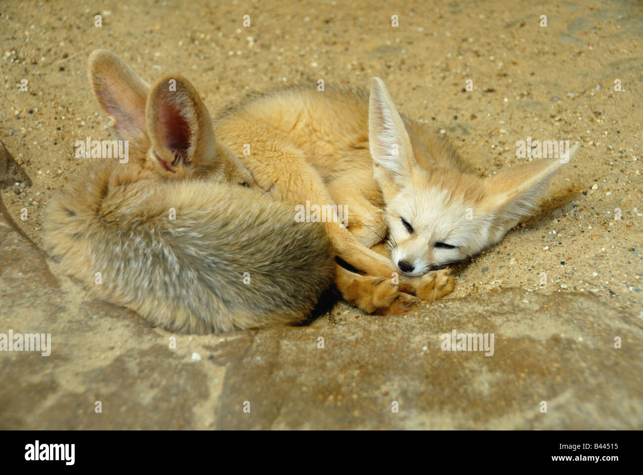 Fennec fox desert fox fennec Banque de photographies et d’images à ...