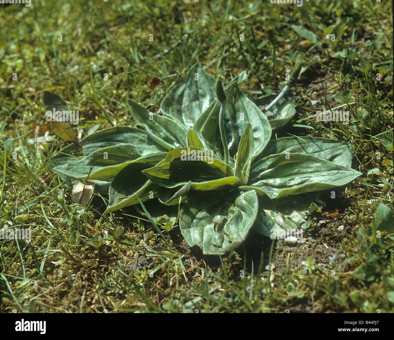 Plantain plantain plantago major Banque de photographies et d’images à ...