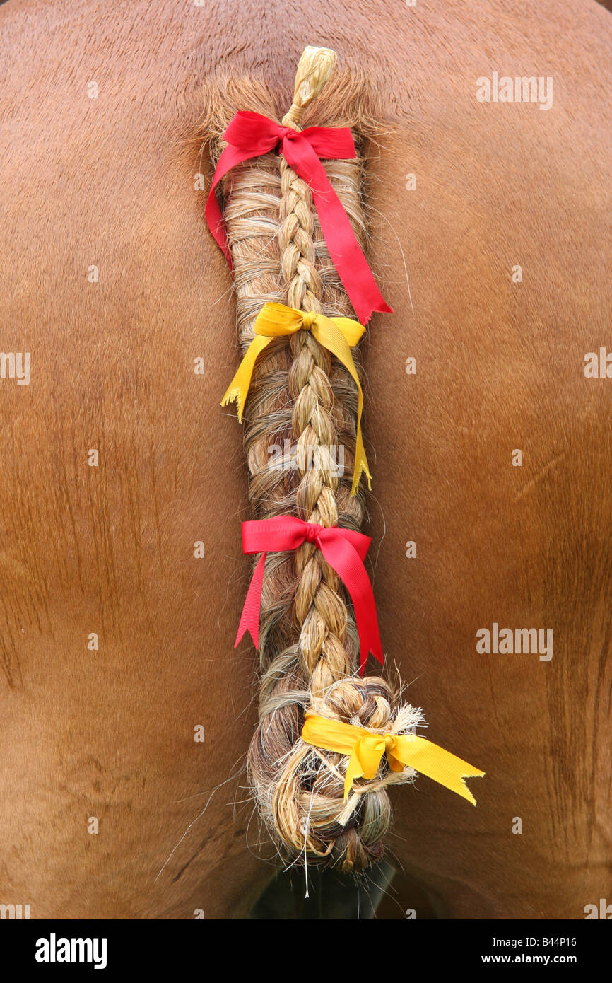 Suffolk punch chevaux lourds Banque de photographies et d’images à ...