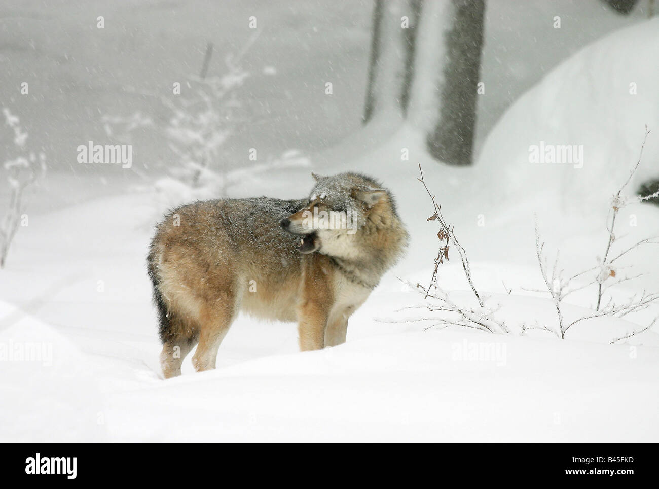 Loup En Russie Banque d'image et photos - Alamy