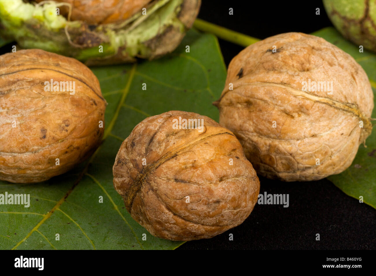 Regia juglans noyer commun Banque de photographies et d’images à haute ...