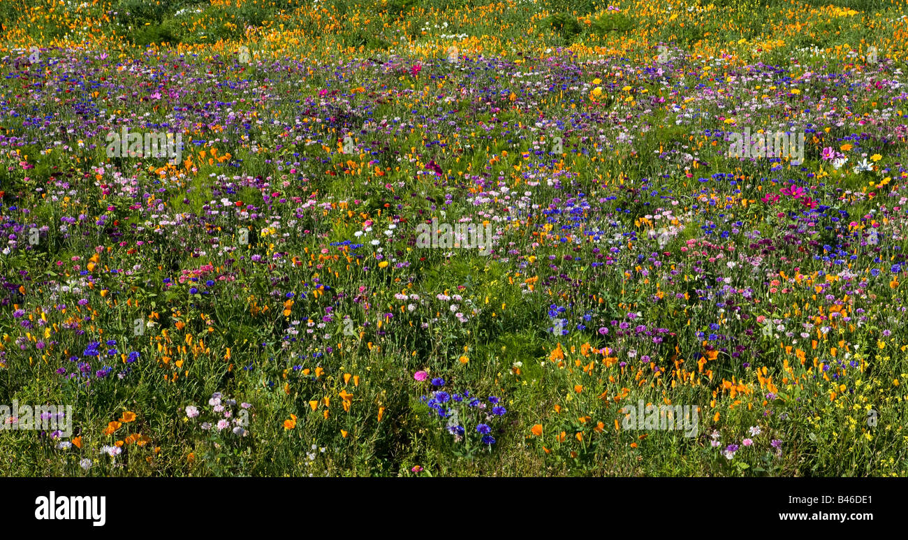Fleurs sauvages de france Banque de photographies et d’images à haute ...