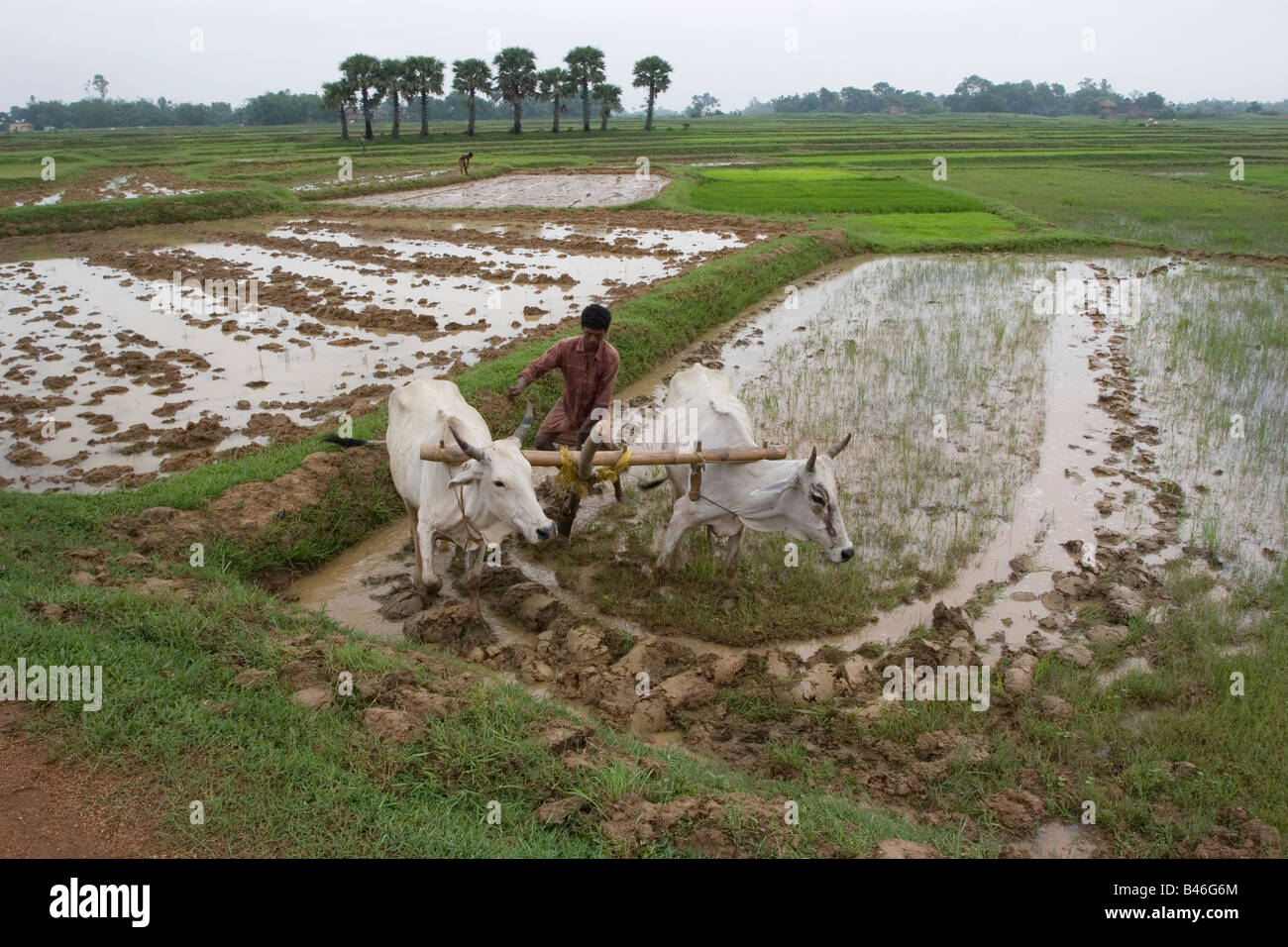 C'est l'heure de la mousson en Inde et un agriculteur préparer sa terre ...