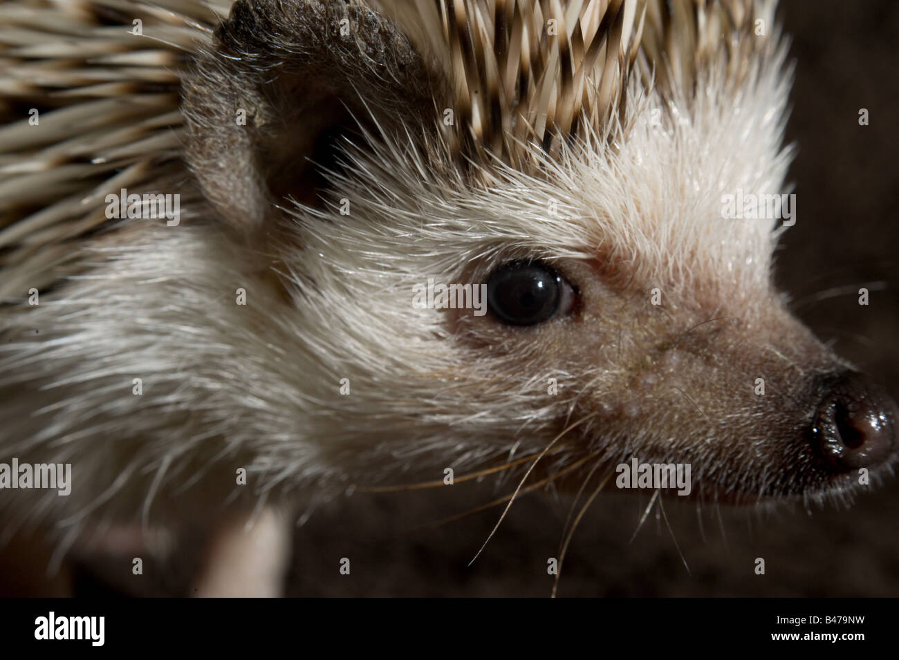 Portrait de hérisson Banque de photographies et d’images à haute ...
