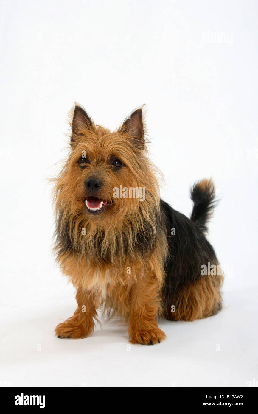 Australian terrier Banque de photographies et d’images à haute ...