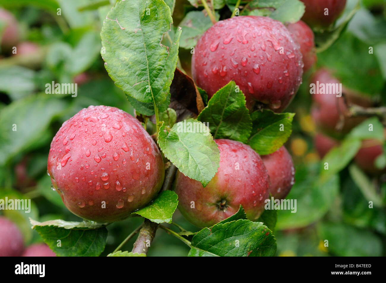 Spartan apple Banque de photographies et d’images à haute résolution ...