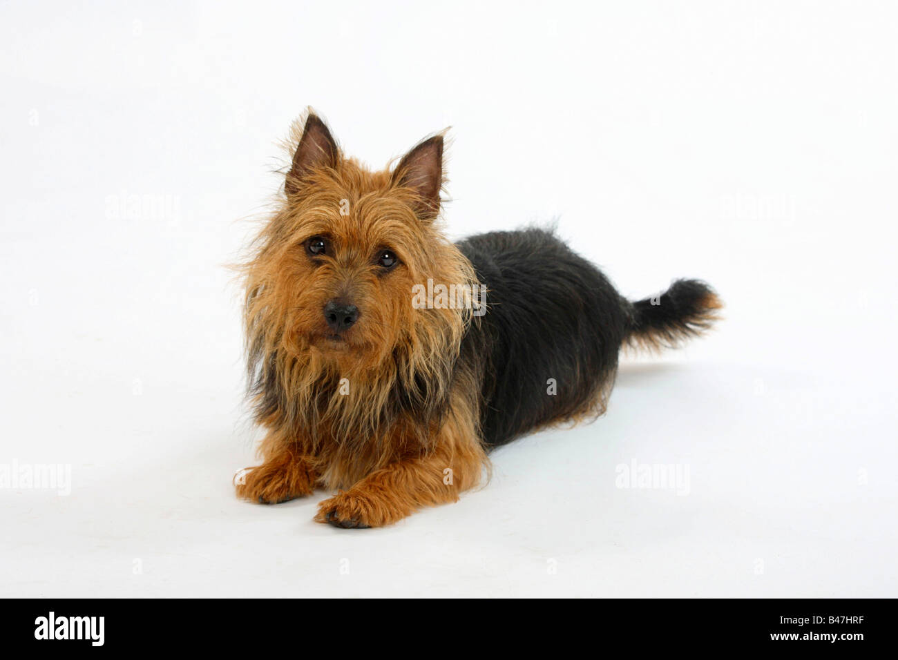 Australian terrier Banque de photographies et d’images à haute ...