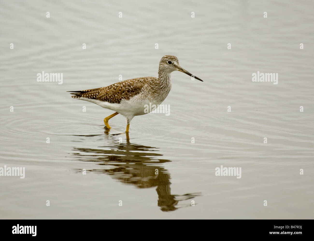 Échassier Oiseau Banque d'image et photos - Alamy