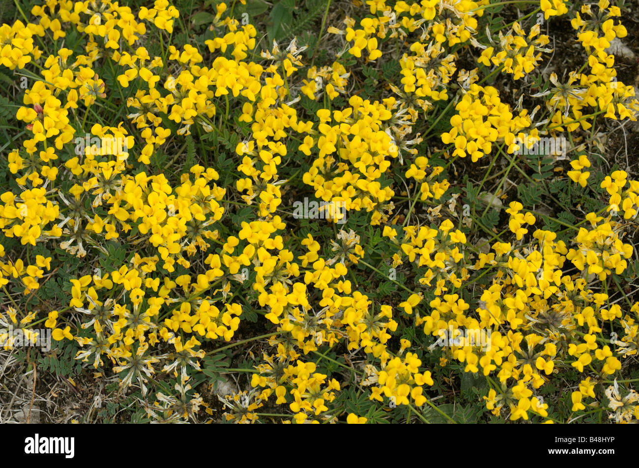 Hippocrepis comosa Banque de photographies et d’images à haute ...