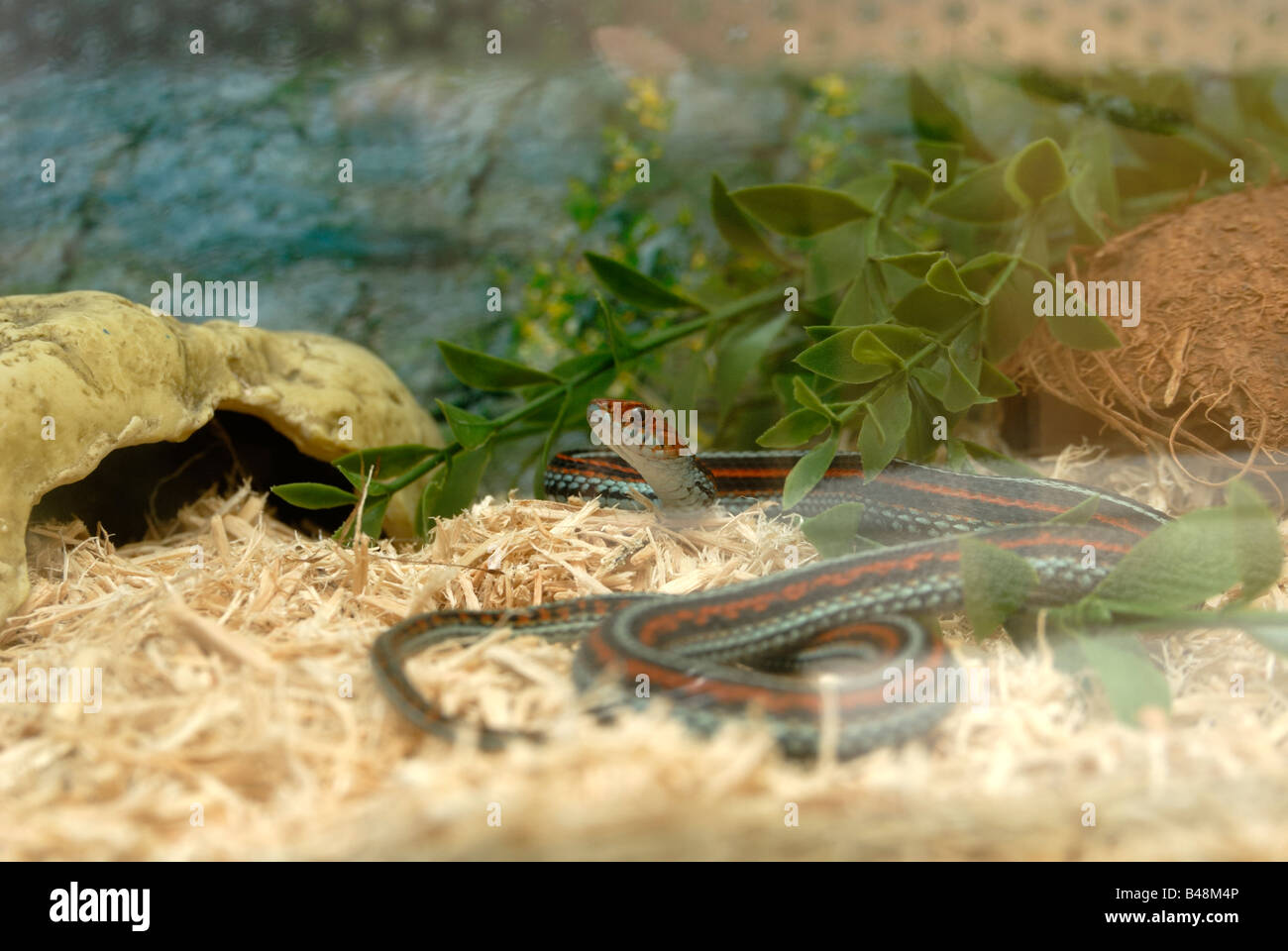San Francisco la Couleuvre rayée Thamnophis sirtalis tetrataenia Photo ...