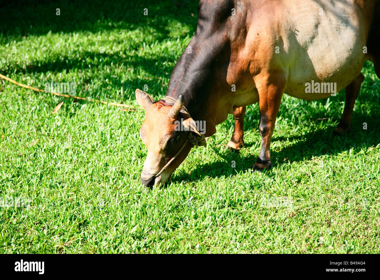 Vechoor vache, un espèces de cow trouvés dans le Kerala, Inde Photo ...