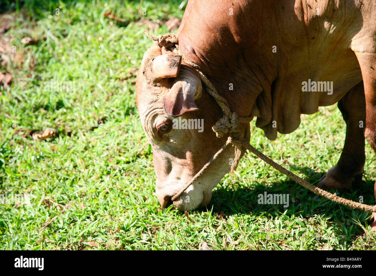Vache vechur Banque de photographies et d’images à haute résolution - Alamy