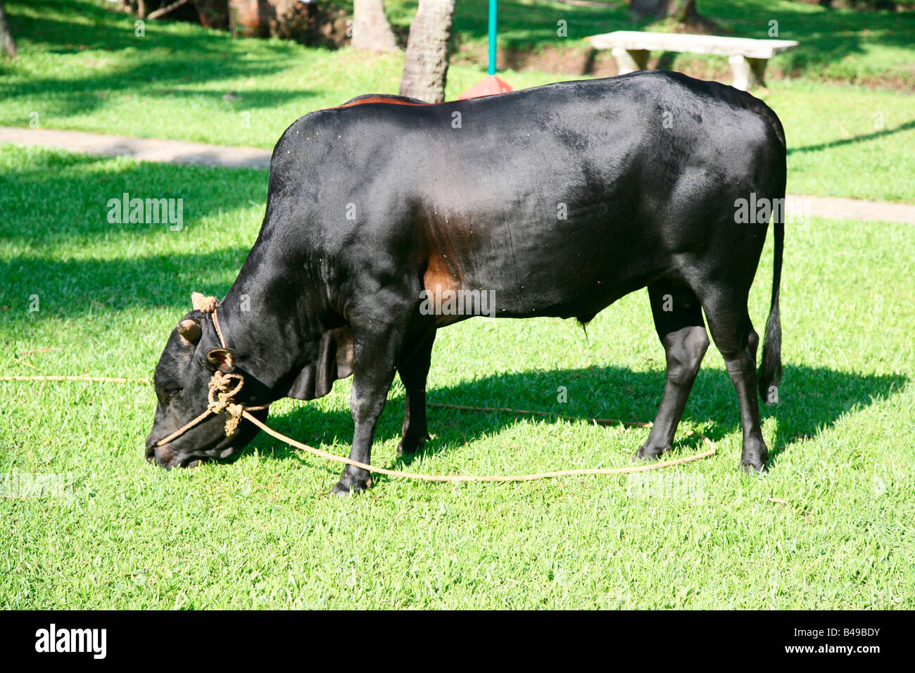 Vache vechur Banque de photographies et d’images à haute résolution - Alamy