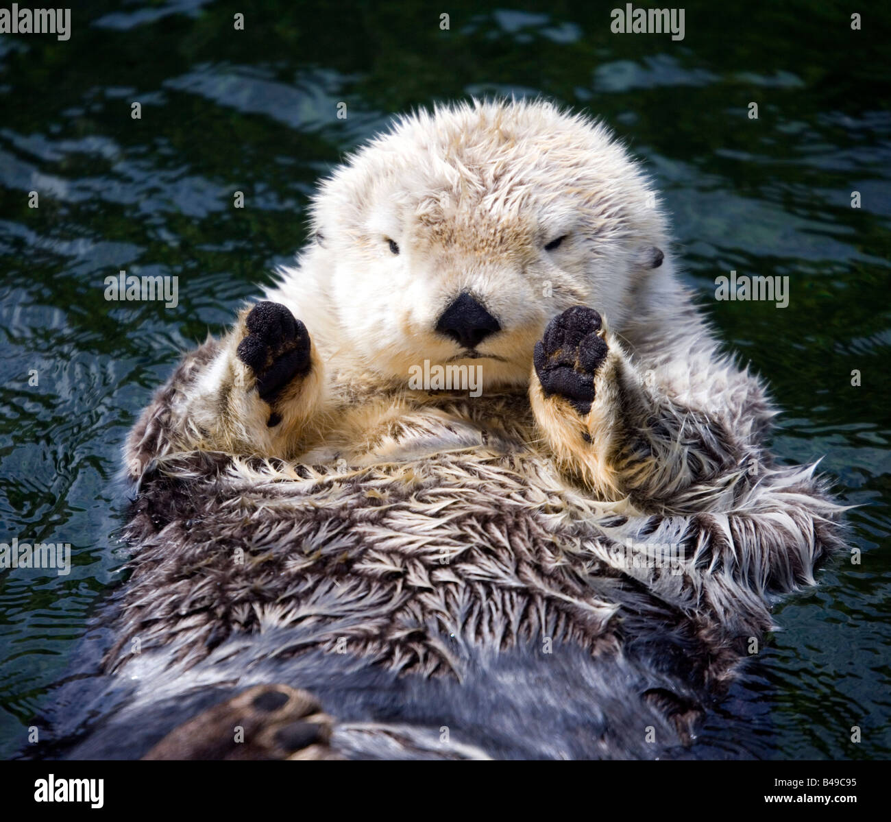 Loutre de mer (Enhydra lutris) nager sur le dos à l'Aquarium de ...