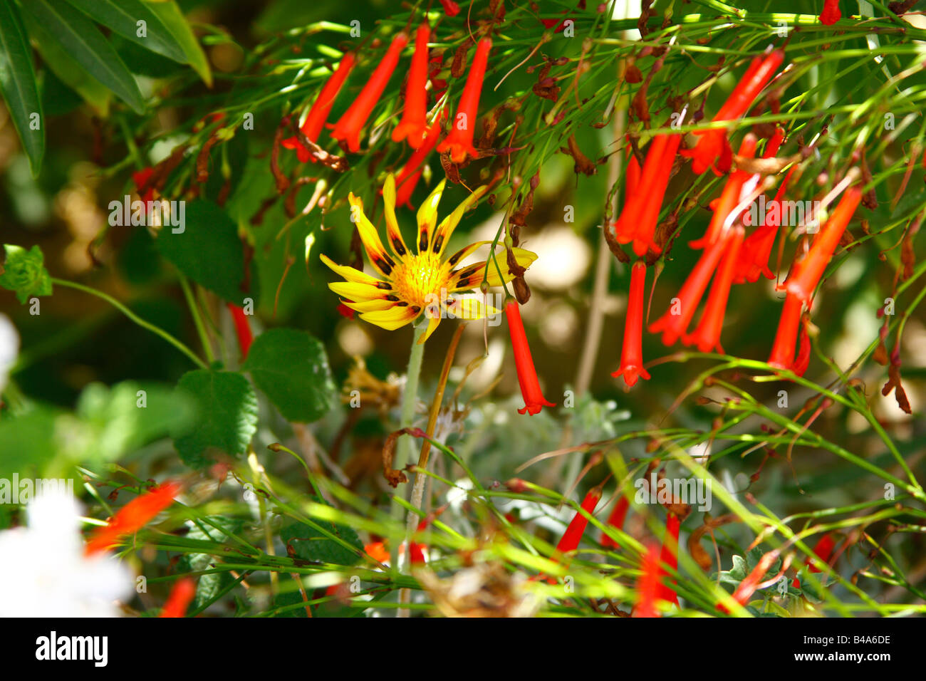 Fleurs sauvages rouges et jaunes Banque de photographies et d’images à ...