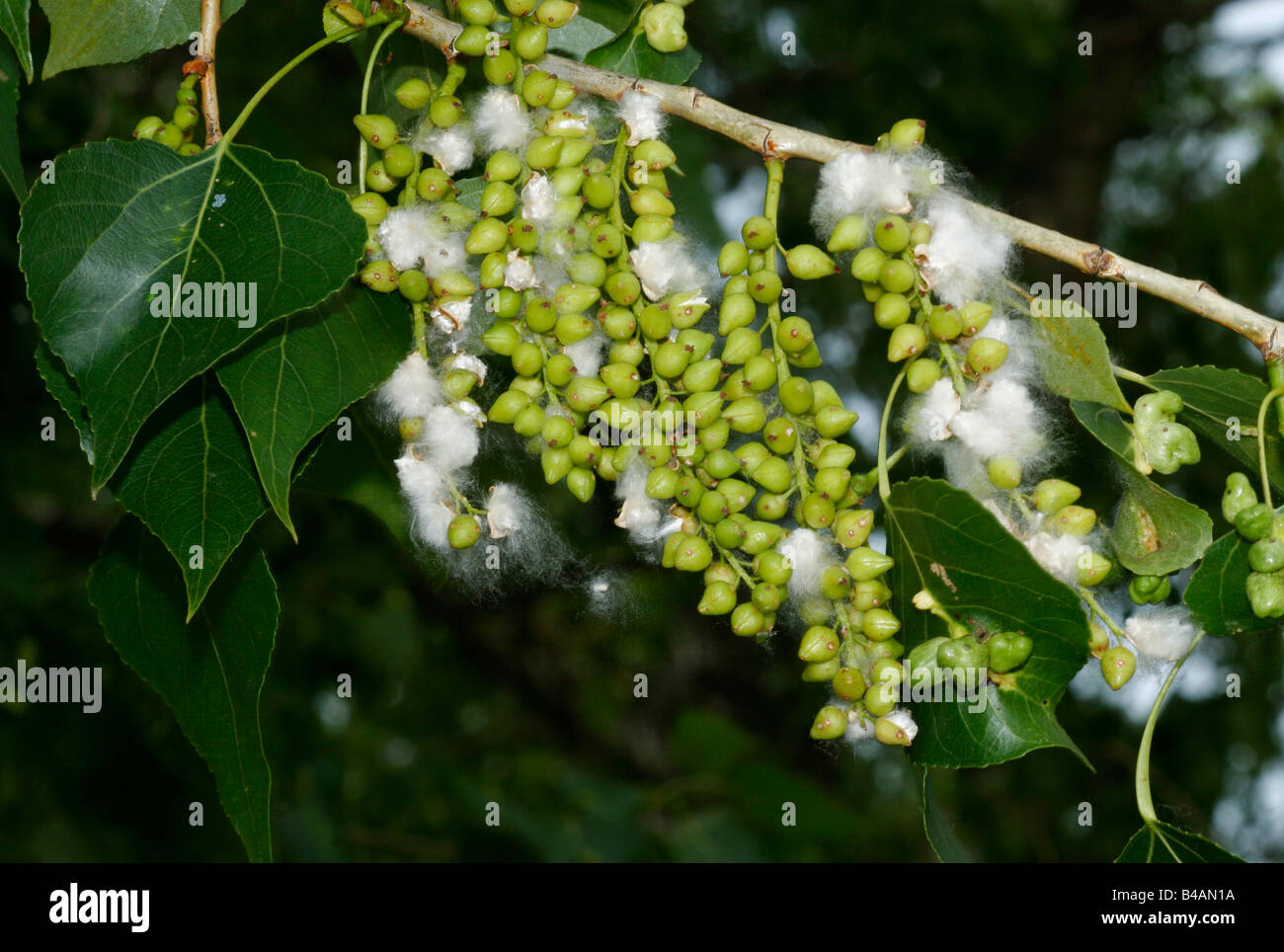 La botanique, le peuplier (Populus),, le tremble (Populus tremula), les ...
