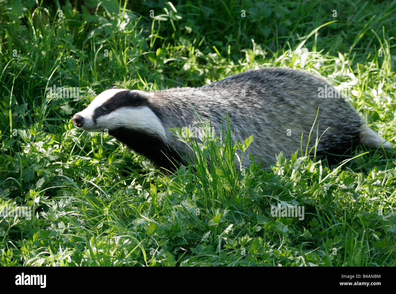 Zoologie / animaux, Mammifères Mammifères /, Martens, Badger, le ...
