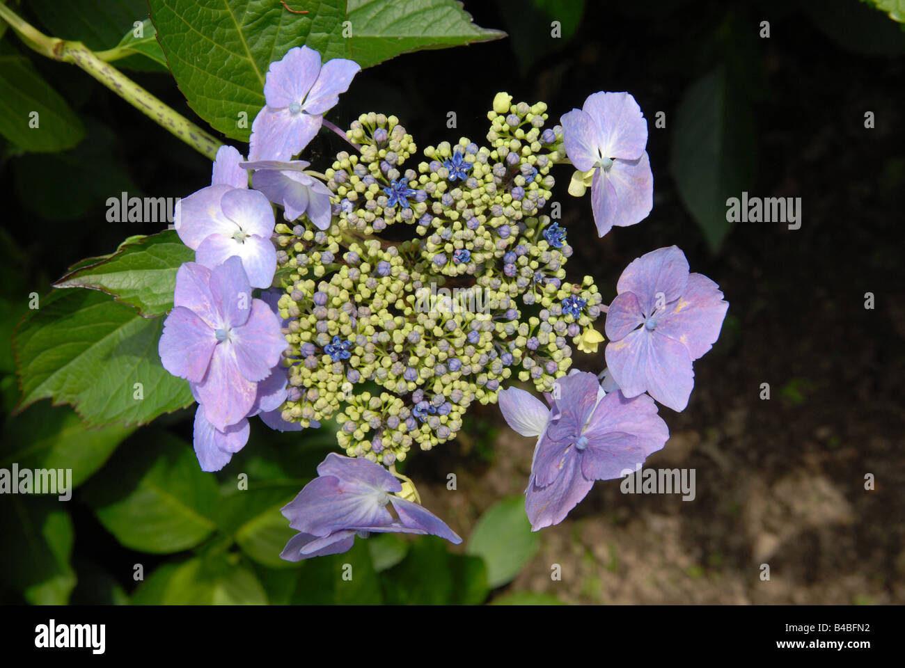 Hydrangea blue wave Banque de photographies et d’images à haute ...