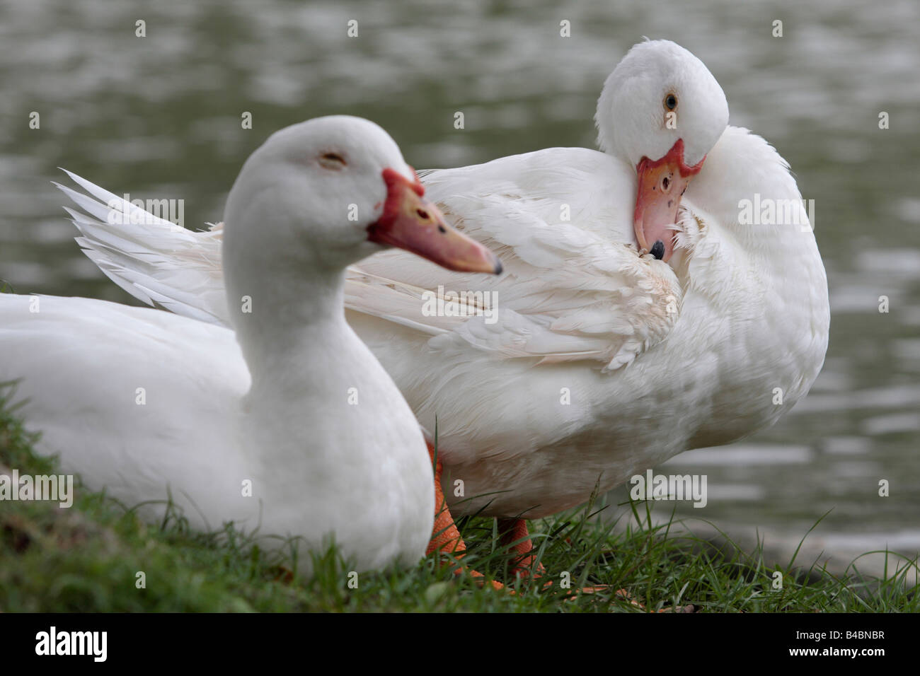 Couple de canard Banque de photographies et d’images à haute résolution ...
