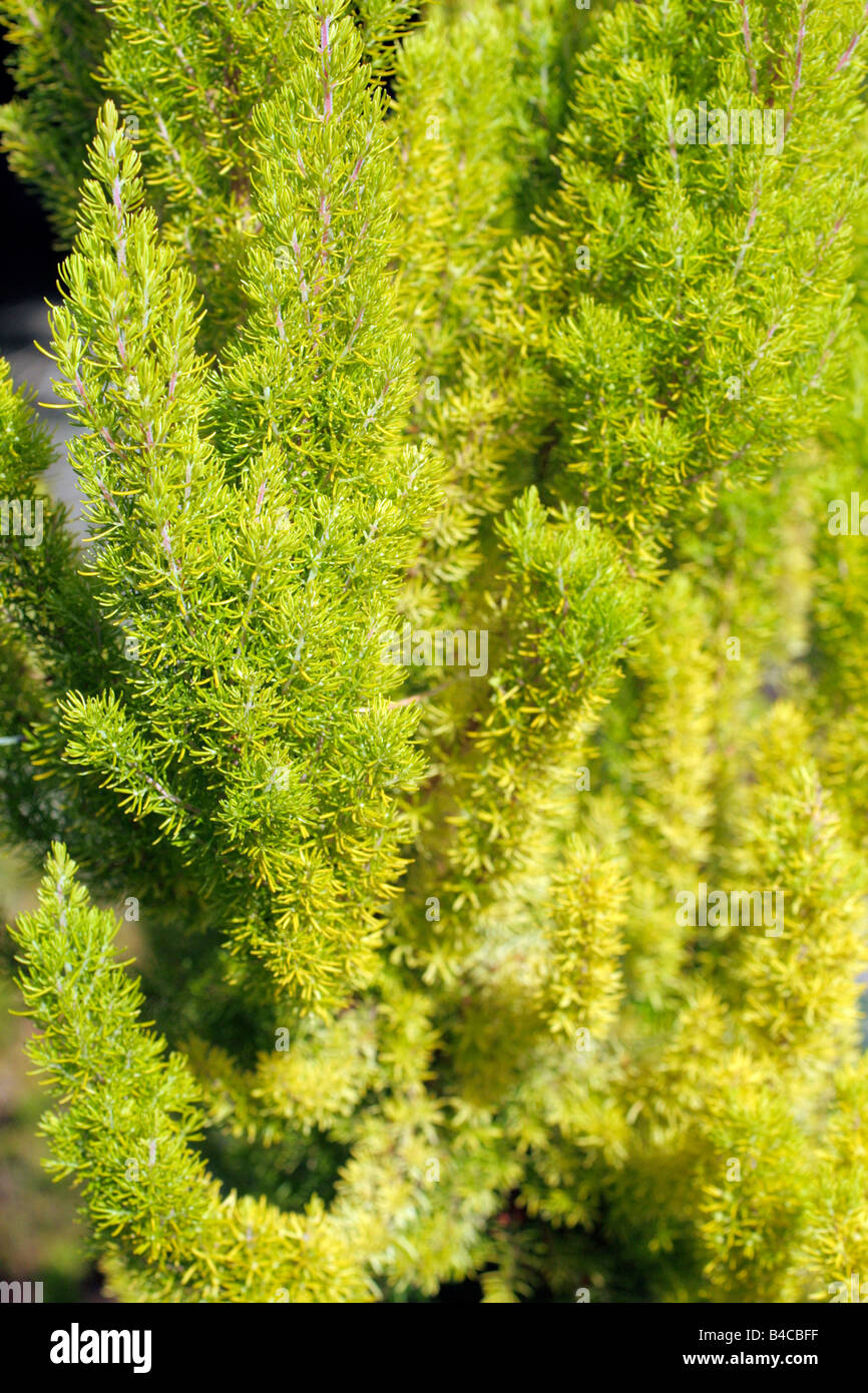 Erica arborea alpina Banque de photographies et d’images à haute ...