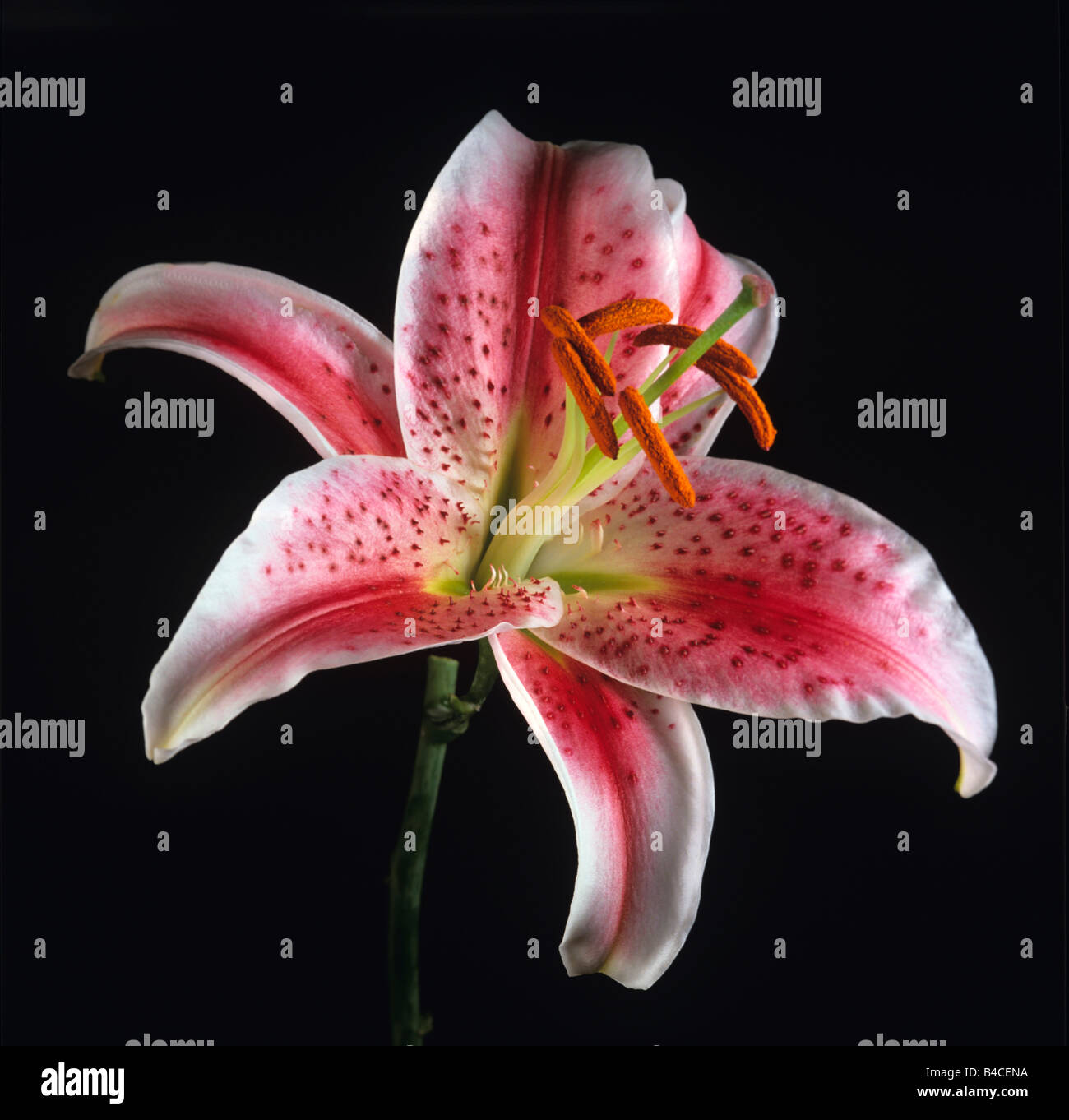 Stargazer lilies Banque de photographies et d’images à haute résolution ...