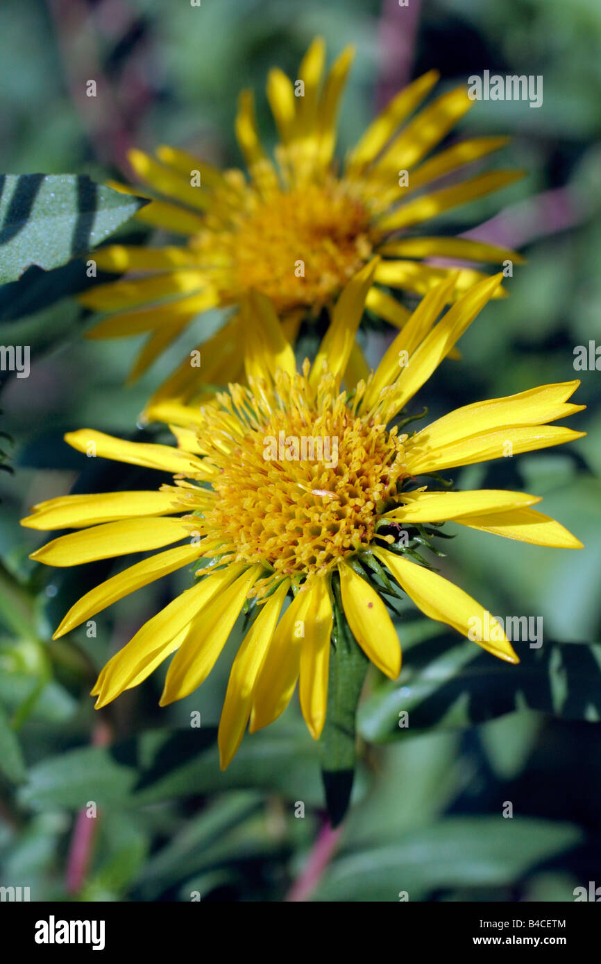 Grindelia chiloensis Banque de photographies et d’images à haute ...
