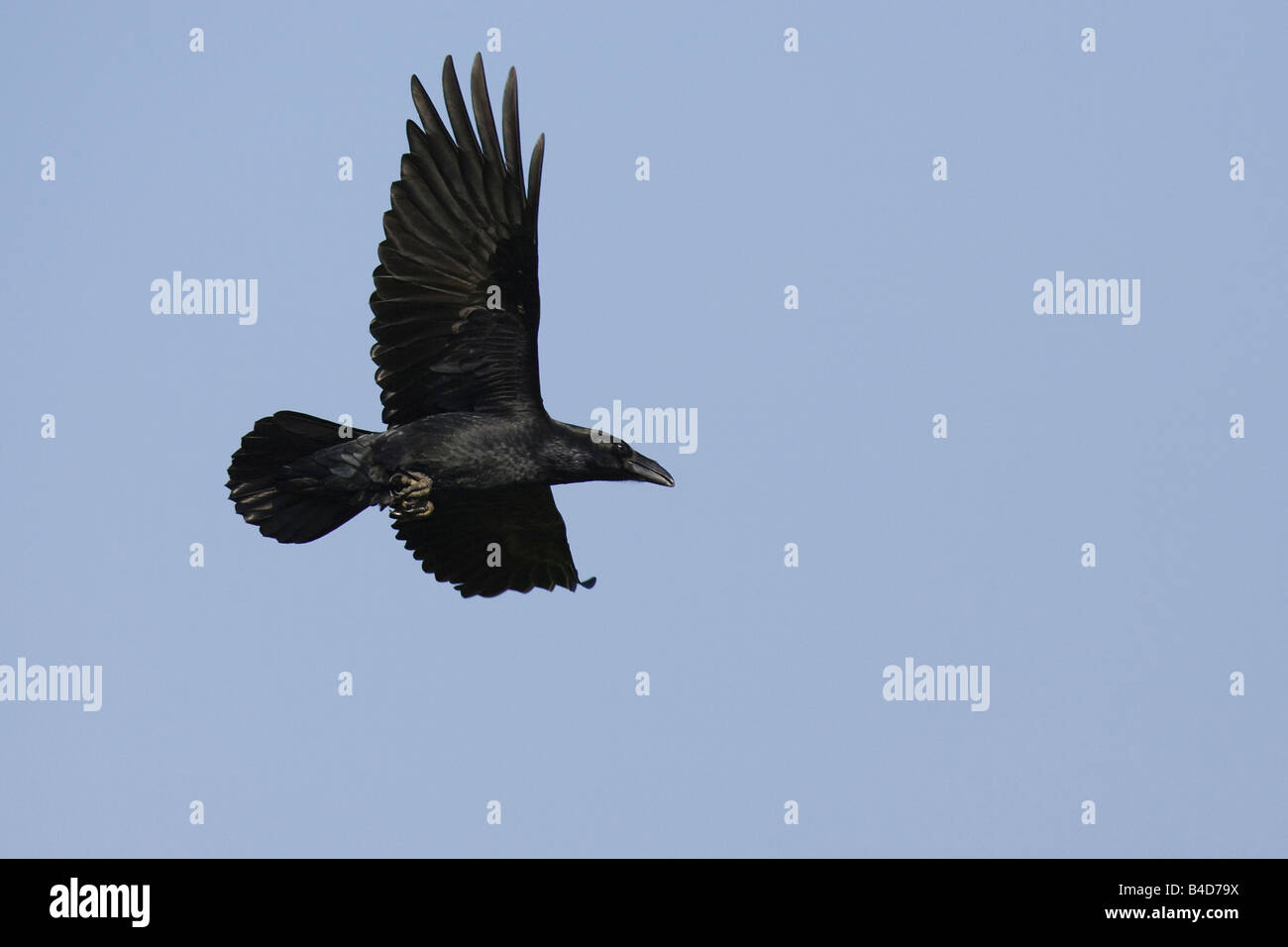 Grand corbeau corvus corax Banque de photographies et d’images à haute ...