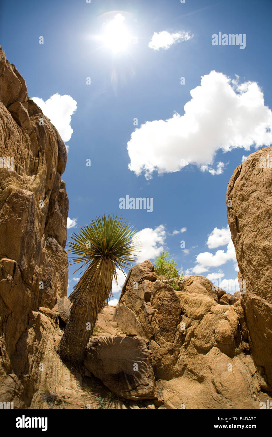 Yucca big bend Banque de photographies et d’images à haute résolution ...