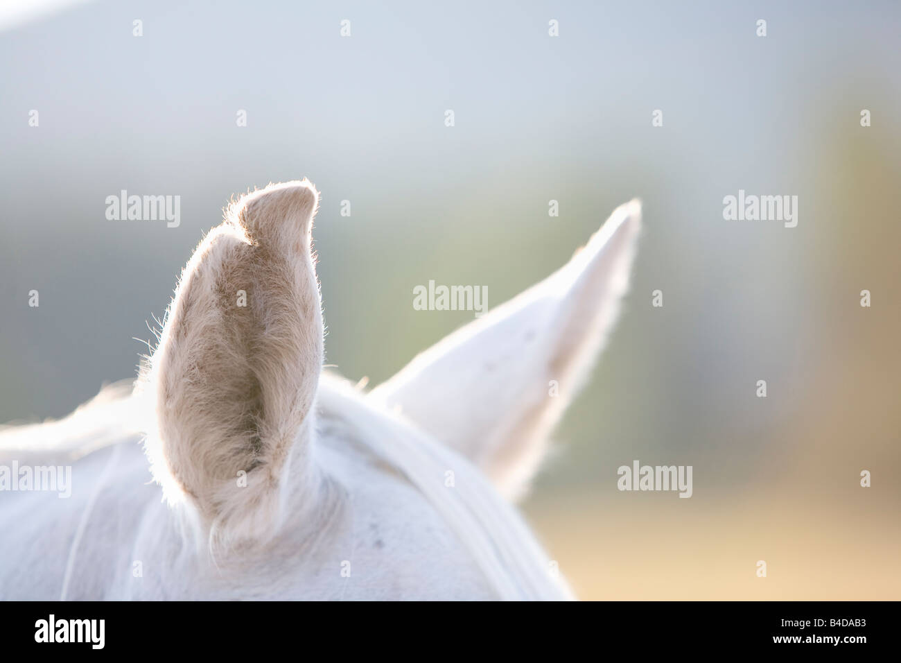 Horse ears Banque de photographies et d’images à haute résolution - Alamy