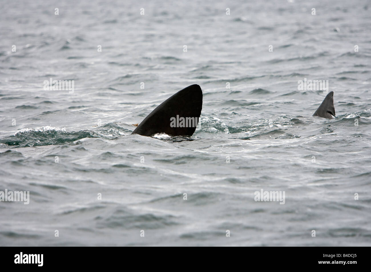 Le requin pèlerin Cetorhinus maximus Riesenhai Gairloch Ecosse Photo ...
