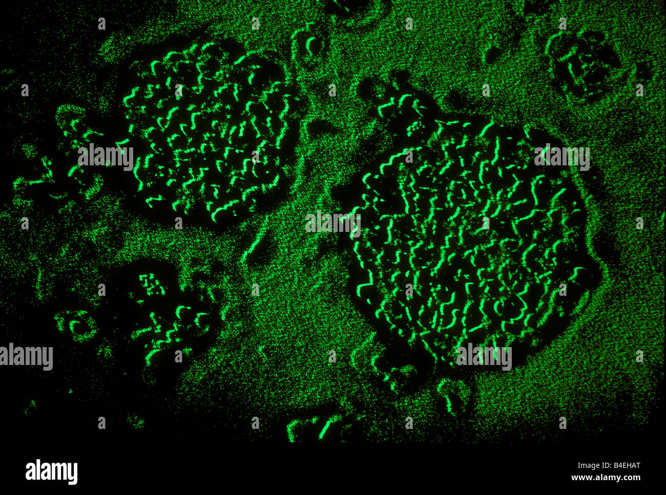 Les plaquettes sanguines Banque de photographies et d’images à haute ...