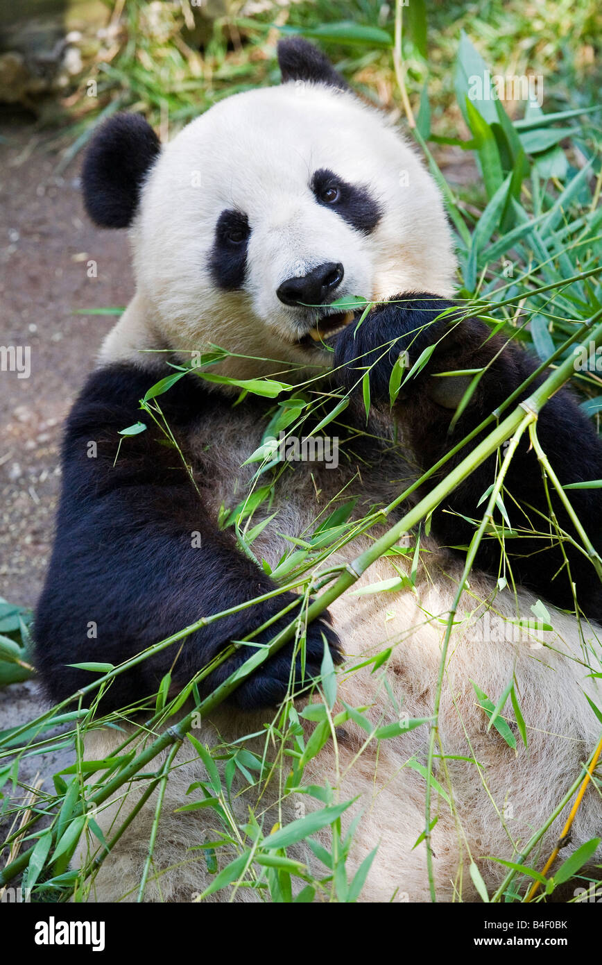 Docile bear Banque de photographies et d’images à haute résolution - Alamy