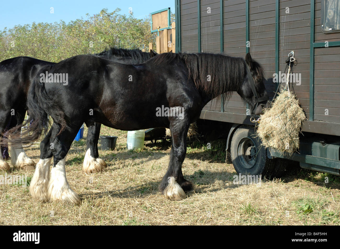 Eating horse Banque de photographies et d’images à haute résolution - Alamy