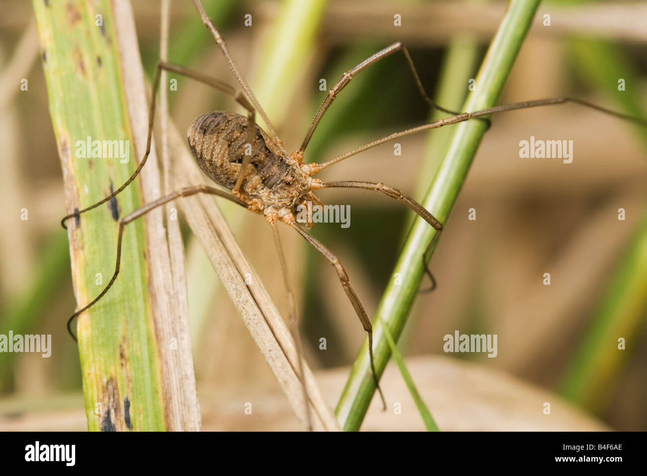 Rilaena triangularis Banque de photographies et d’images à haute ...