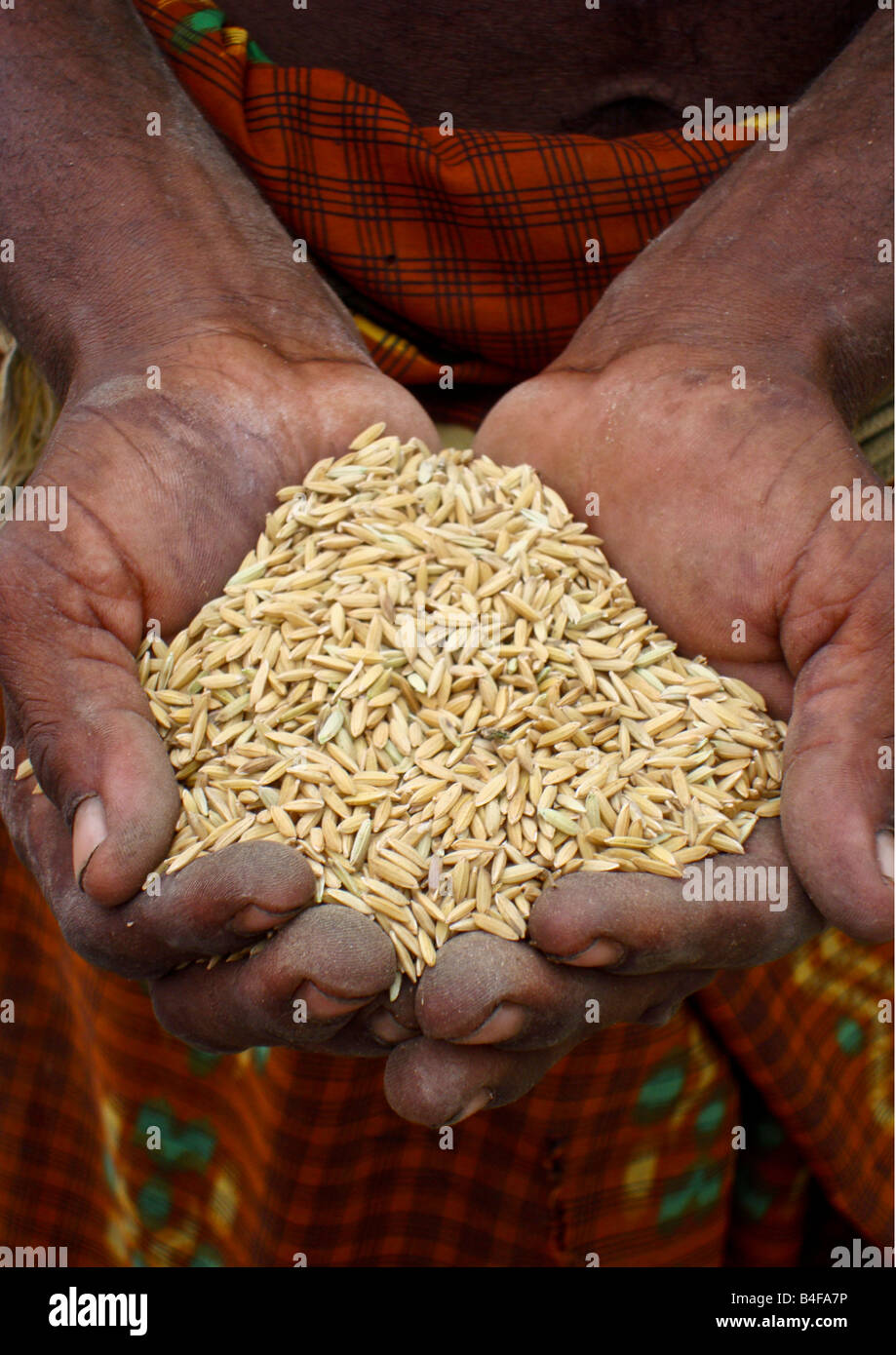 Champ de transformation du riz Banque de photographies et d’images à ...