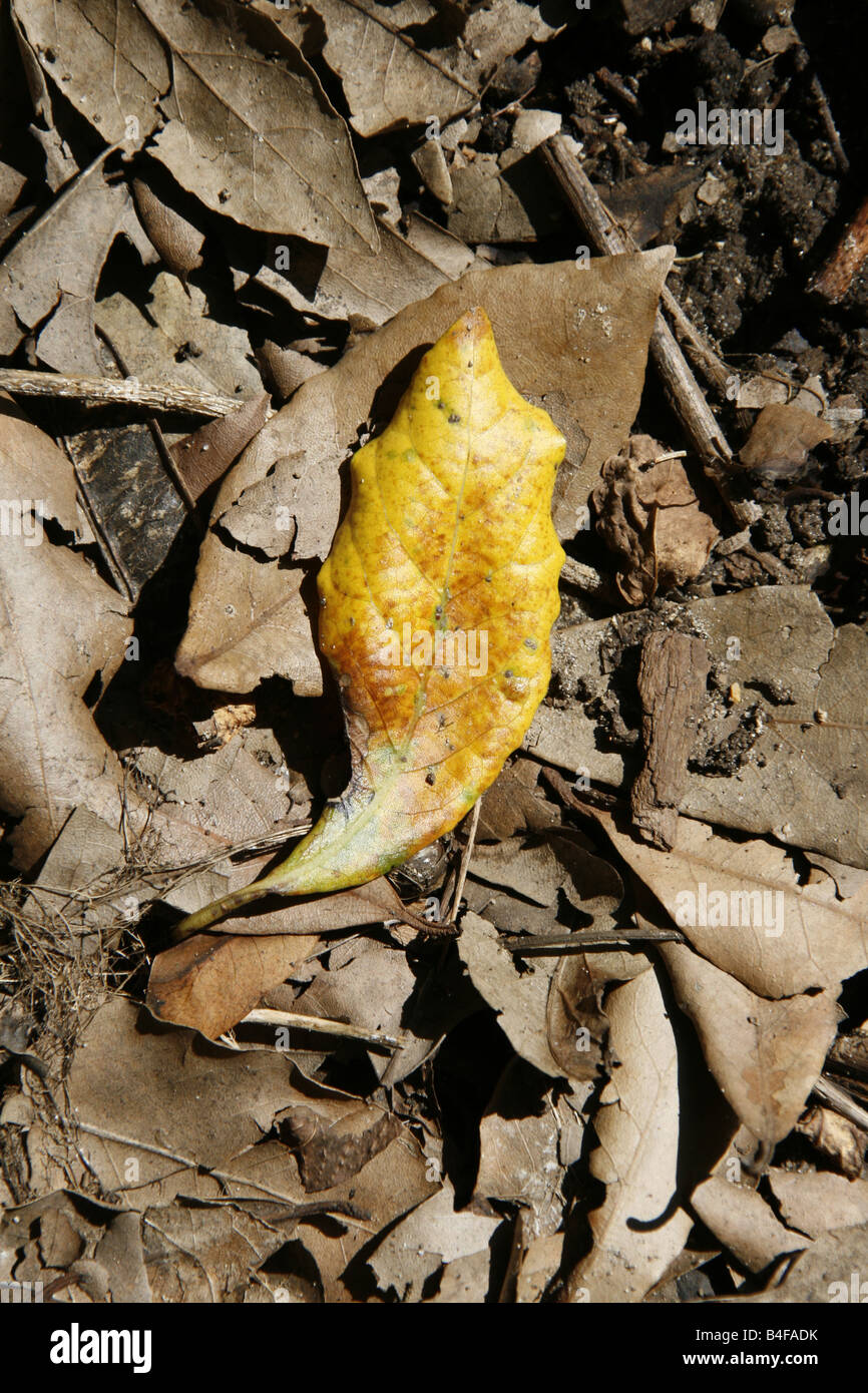 Sol jaune sol sec unique brun sauvage Banque de photographies et d ...