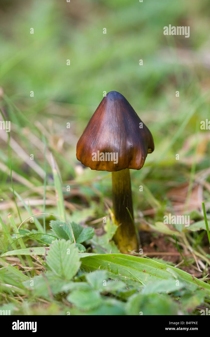 Cire conique Banque de photographies et d’images à haute résolution - Alamy