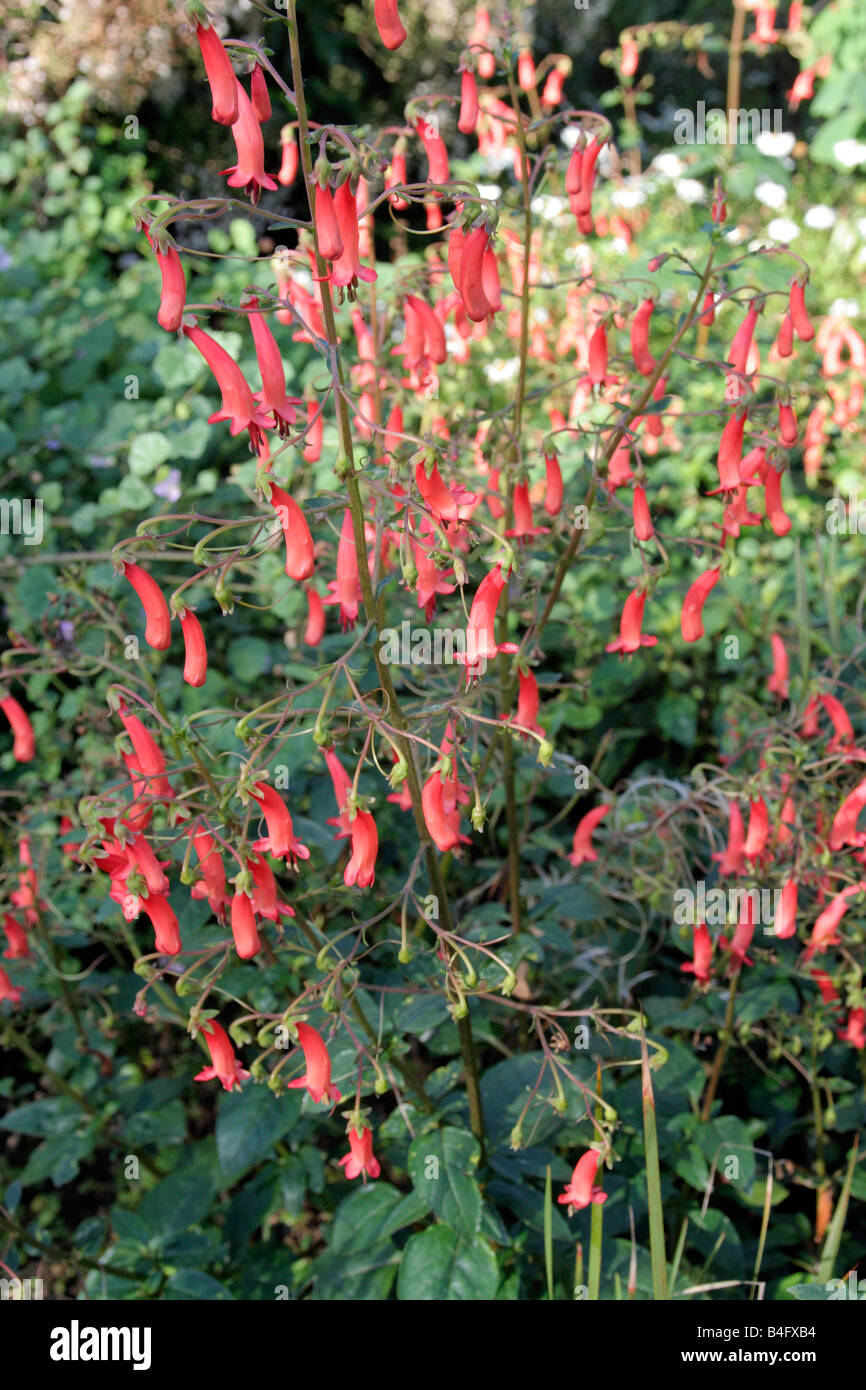 Fuchsia Phygelius Banque d'image et photos - Alamy