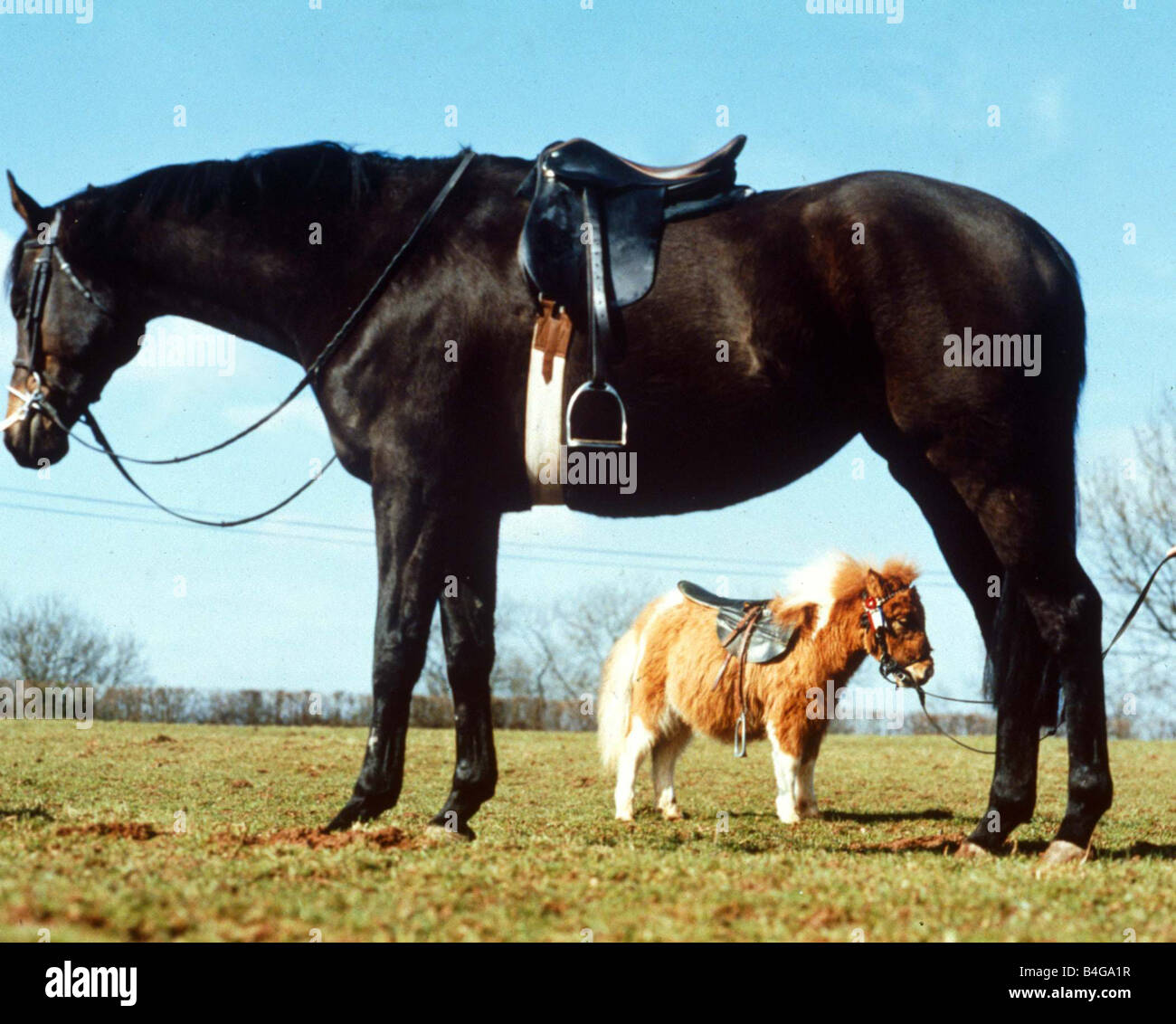 Falabella horse Banque de photographies et d’images à haute résolution ...