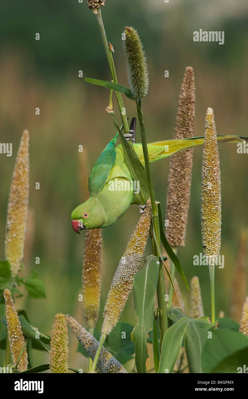 Têtes de semences de mil Banque de photographies et d’images à haute ...