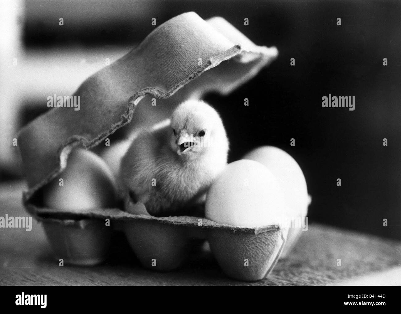 La naissance d'un poussin dans une boîte à Œufs Avril 1969 Naissance ...